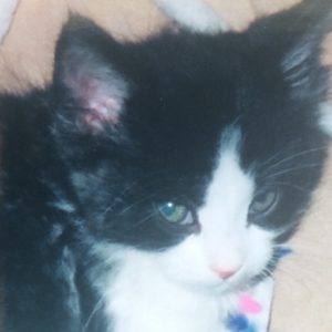 Pet Of The Month - MacTaggart Veterinary Clinic