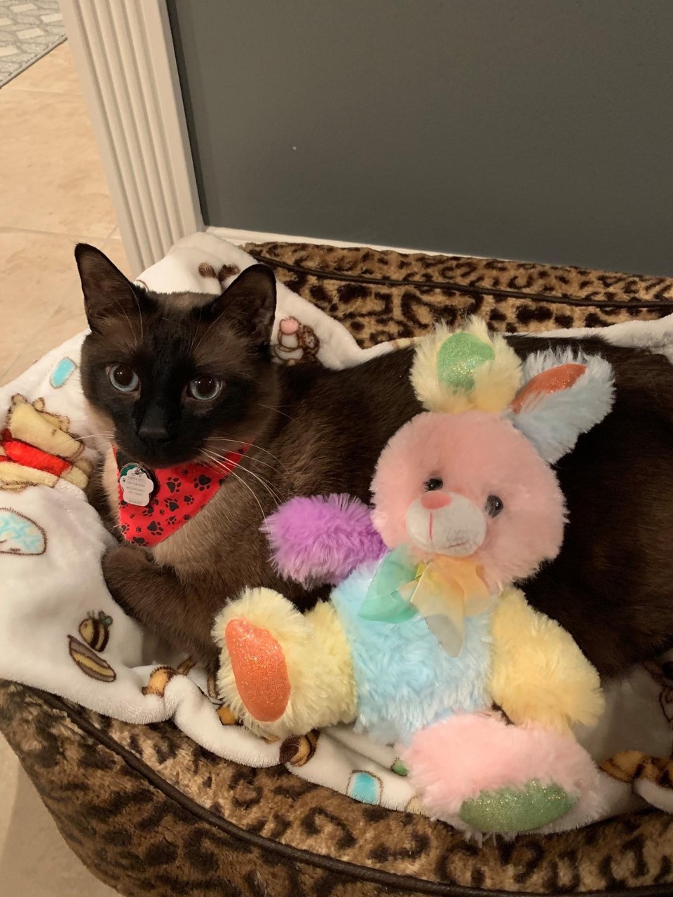 June 2020 Oreo with bunny - MacTaggart Veterinary Clinic